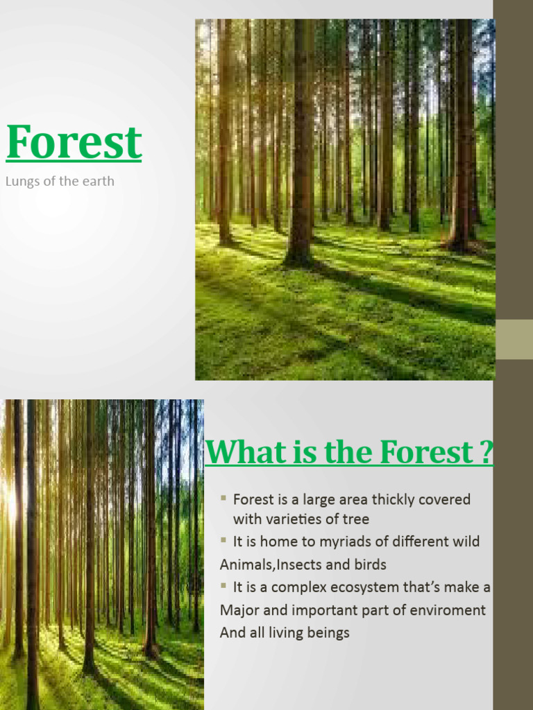 Forest | PDF | Forests | Natural Environment