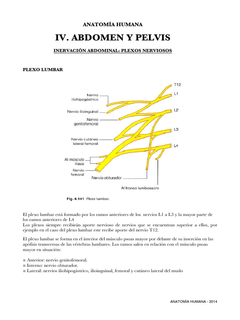 6. PLEXOS NERVIOSOS | PDF | Abdomen | Neuroanatomía