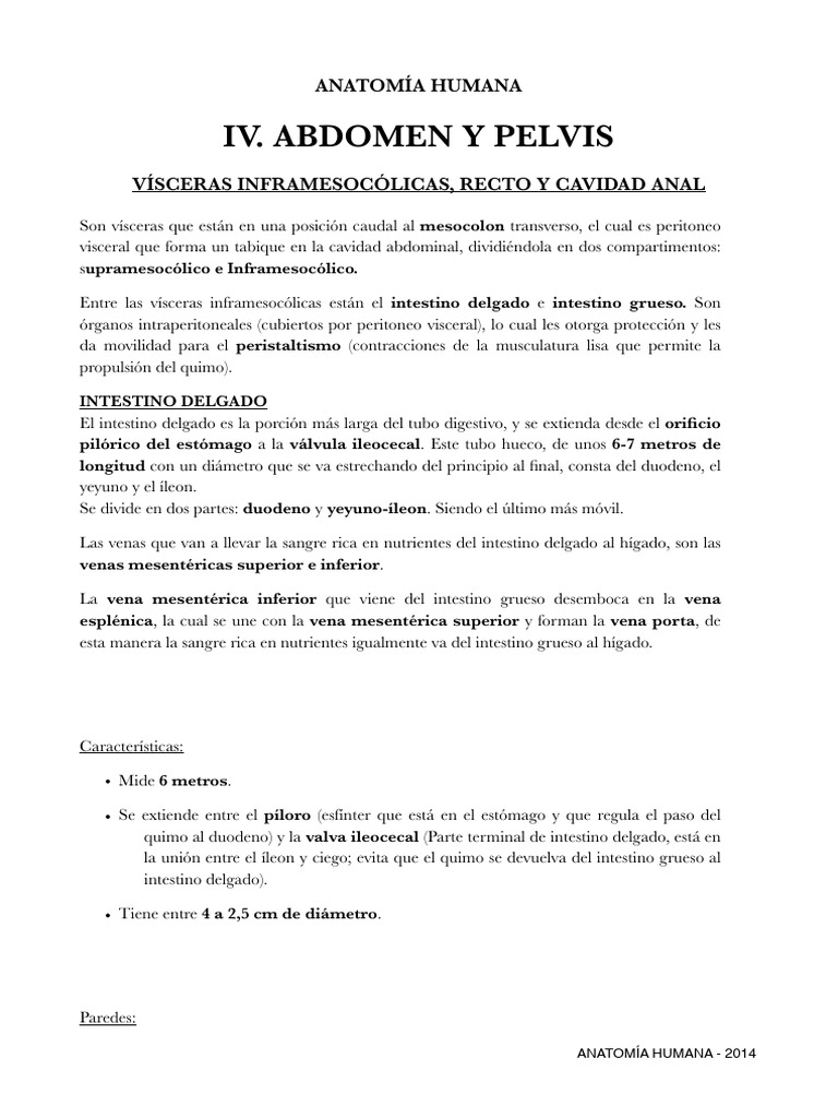 Vísceras Inframesocólicas, Recto y Cavidad Anal | PDF | Intestino ...
