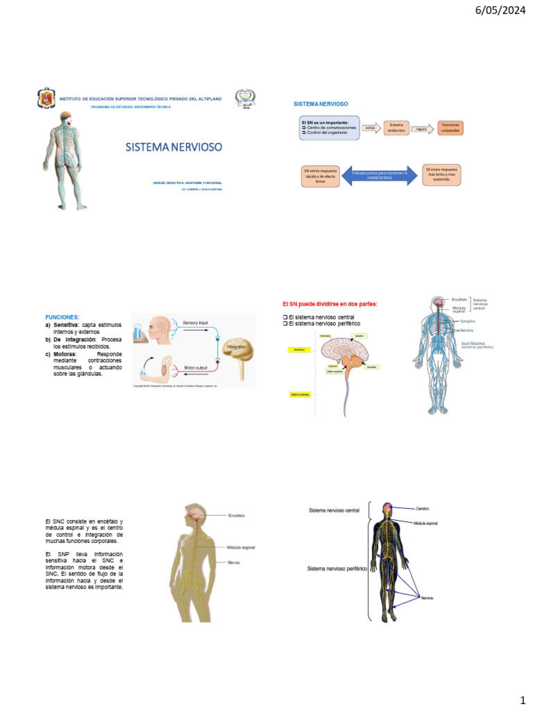 Sistema Nervioso | PDF | Cerebro | Sistema nervioso