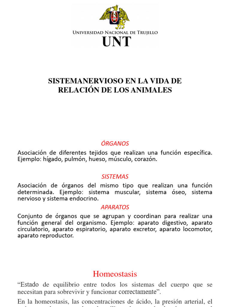 Clase 2.2. Sistema Nervioso | PDF | Sistema nervioso | Cerebro