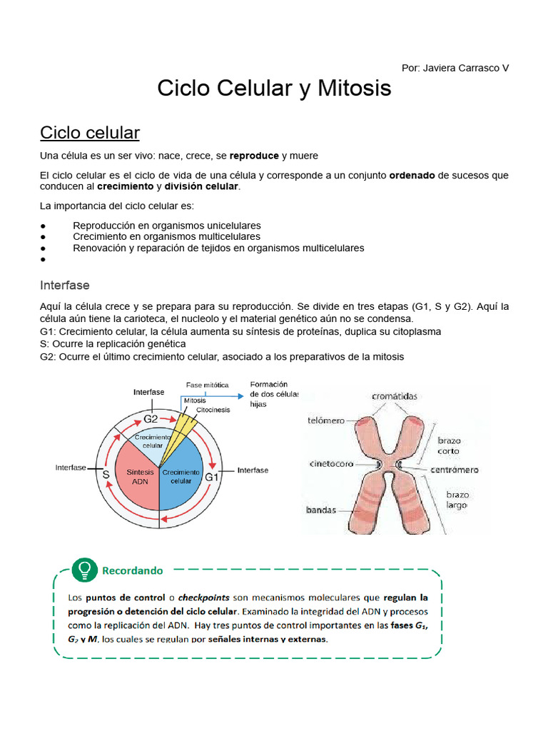 Ciclo Celular y Mitosis: Guía Completa | PDF | Mitosis | Cromosoma