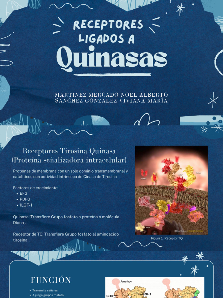Receptores Ligados A Quinasas | PDF | Receptor (Bioquímica) | Quinasa