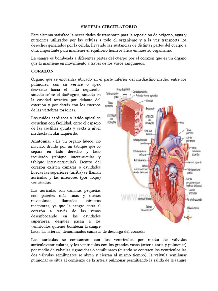 Sistema Circulatorio. | PDF | Corazón | Sistema circulatorio