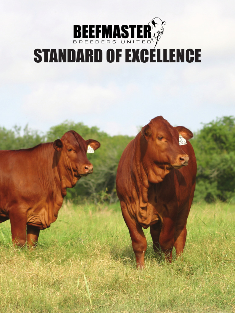 BBU Standard of Excellence 2020 | PDF | Cattle | Bull