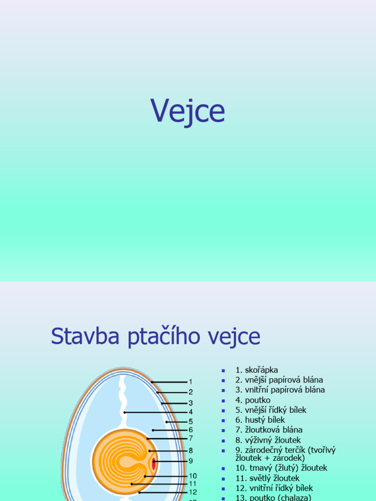 Vejce | PDF