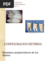 Tipos de Forceps y Elevadores | PDF | Odontología | Boca