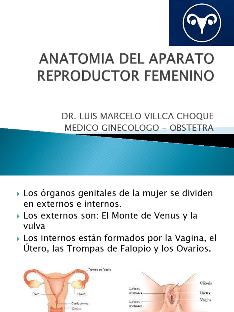Anatomia Del Aparato Reproductor Femenino Presentacion | PDF | Labios ...