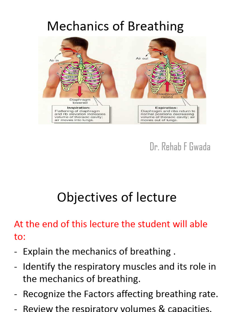 Mechanics of Breathing 1 | PDF | Exhalation | Breathing
