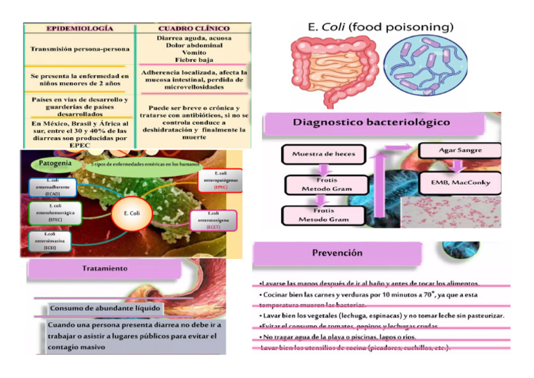 Escherechia Coli | PDF