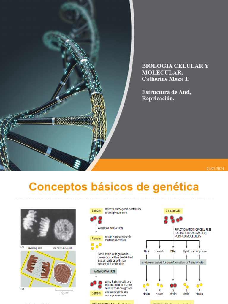 ADN-ARN Ip-2023 | PDF | Cromosoma | Cromatina