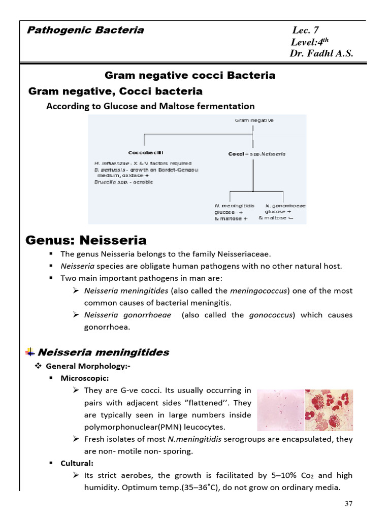 Lec 7 Gram Negative Cocci Bacteria | PDF | Microbiology | Medical ...