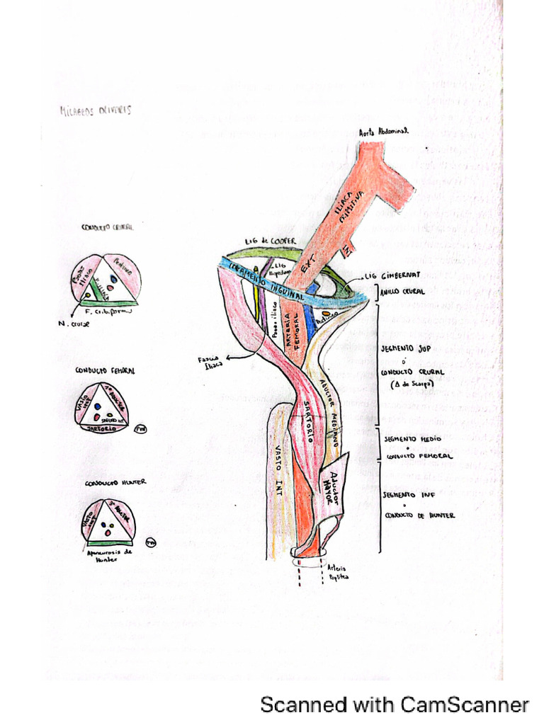 Anatomia Del Mmii | PDF