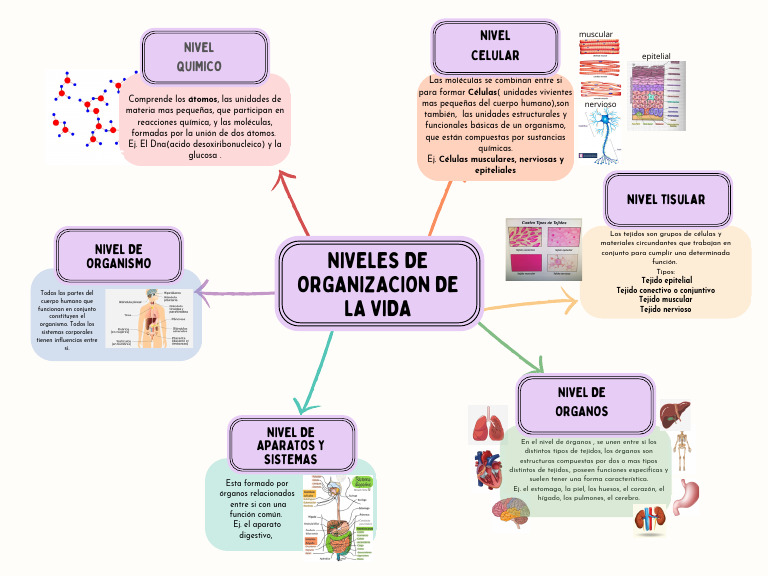 Niveles de Organización en el Cuerpo Humano | PDF | Cuerpo humano ...