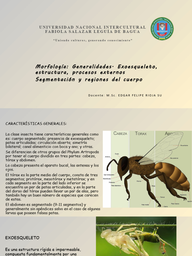 Morfología de Insectos: Estructura y Función | PDF | Insectos | Hexapoda