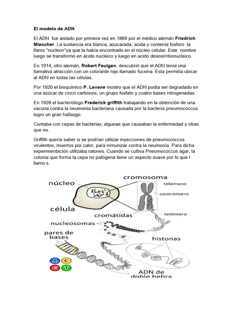 El Modelo de ADN | PDF | Adn | Nucleótidos