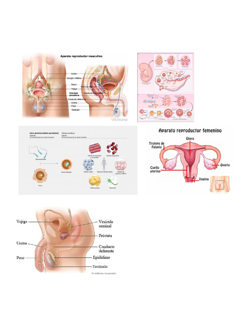 el aparato reproductor | PDF