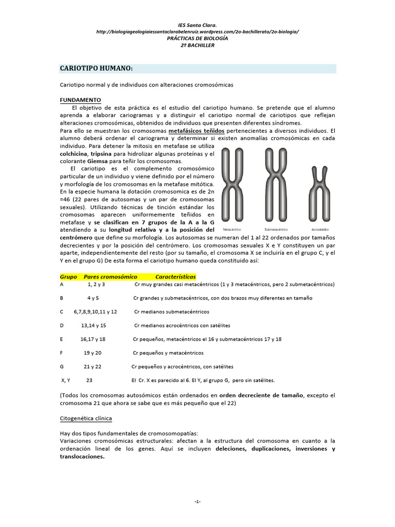 Cariotipo Humanobien1 | PDF | Cariotipo | Cromosoma