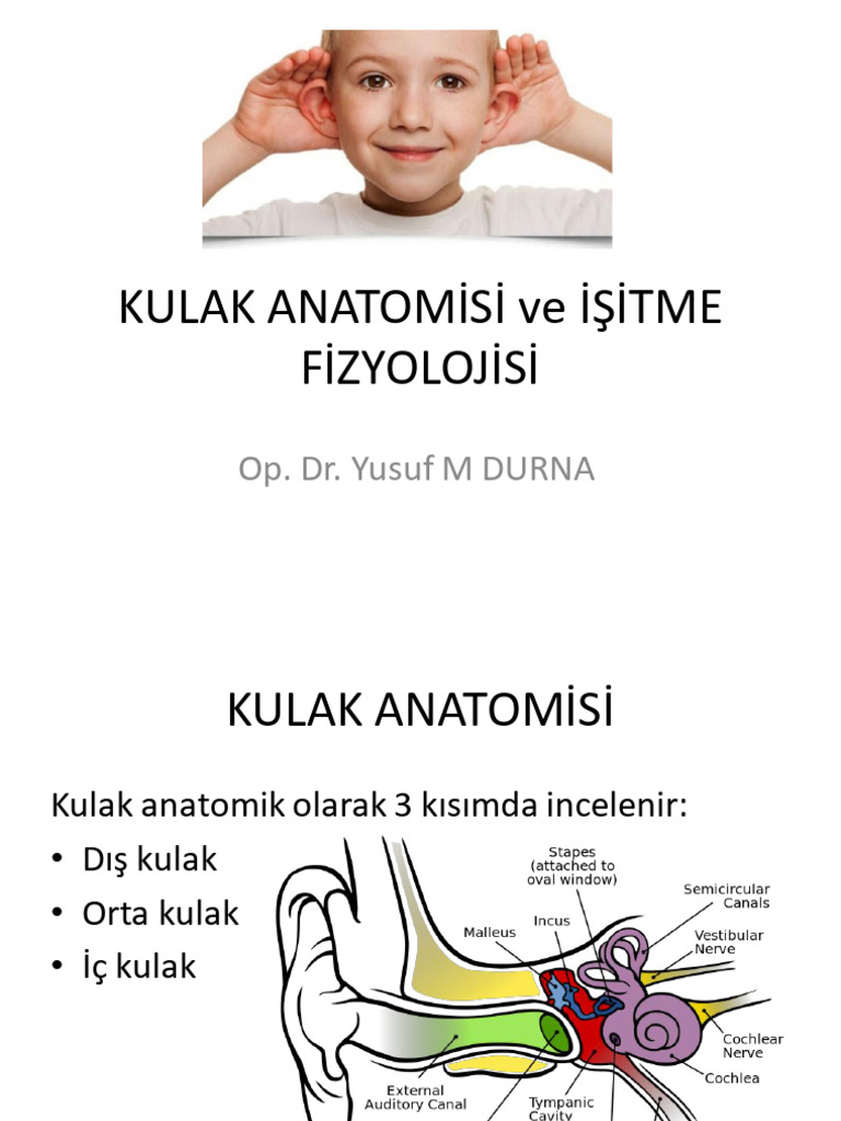 Ders3 Kulak Anatomisi &i̇şitme Fizyolojisi | PDF