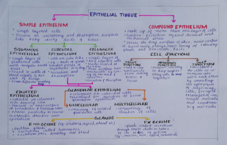 Zoology Chart | PDF | Epithelium | Morphology (Biology)