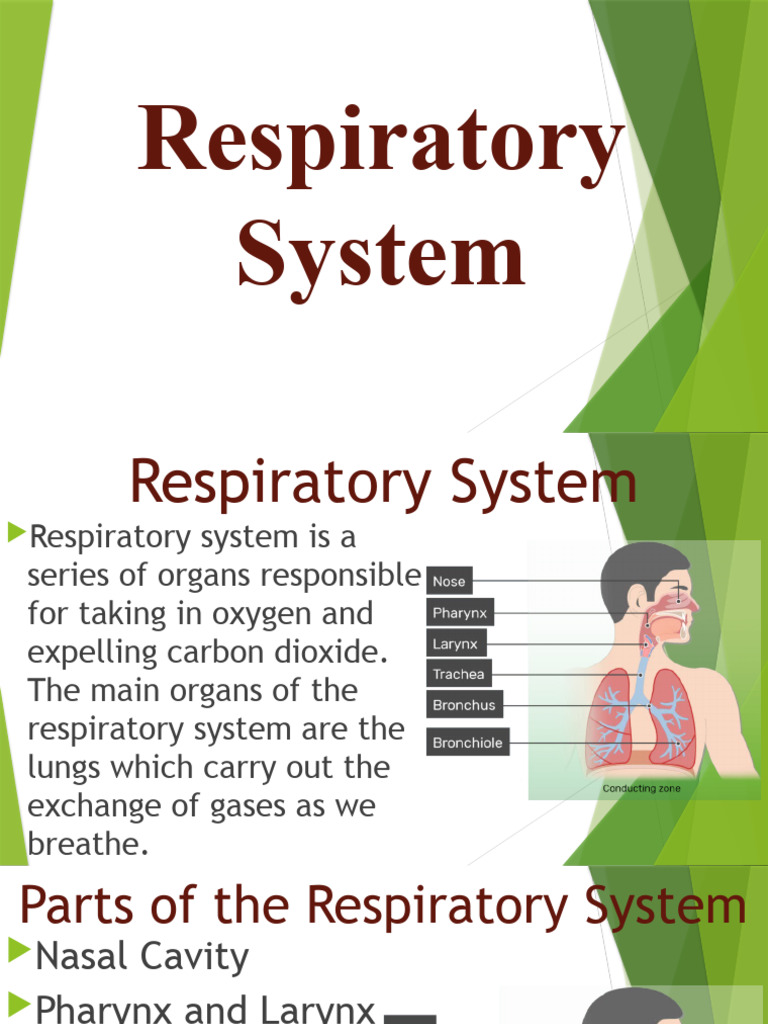 Respiratory System GRADE 6 | PDF | Respiratory Tract | Lung