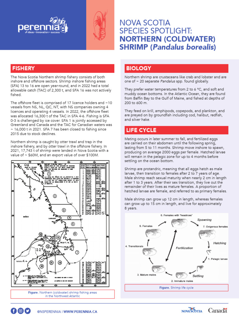 Northern Shrimp | PDF | Shrimp | Trawling