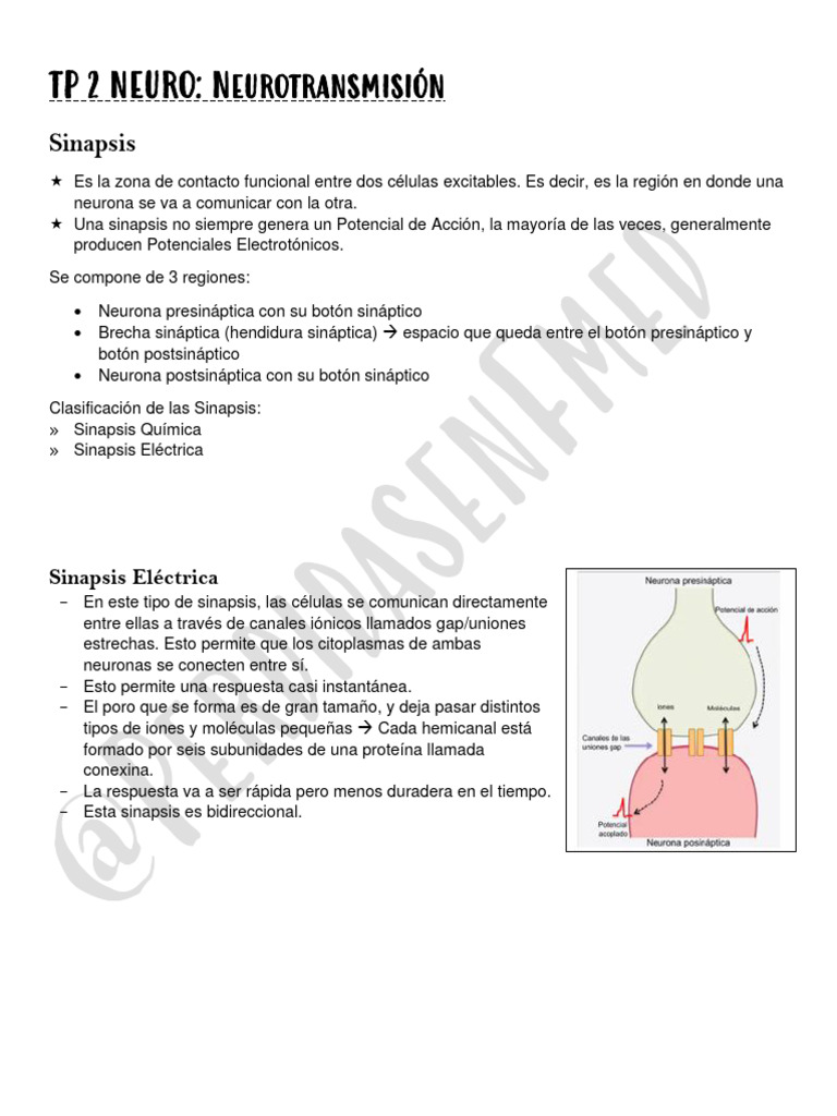 TP 2 Neuro | PDF | Sinapsis | Sinapsis química