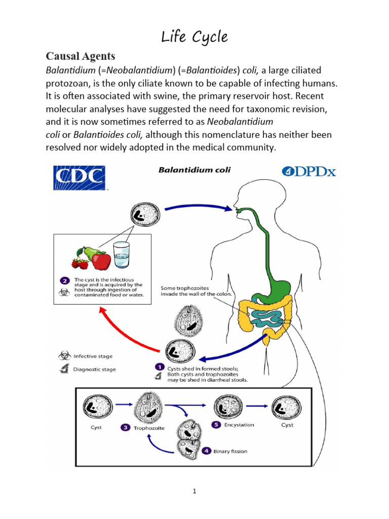 Life Cycle | PDF | Epidemiology | Clinical Medicine