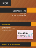 ODONTOGENESIS | PDF | Diente | Anatomia dental