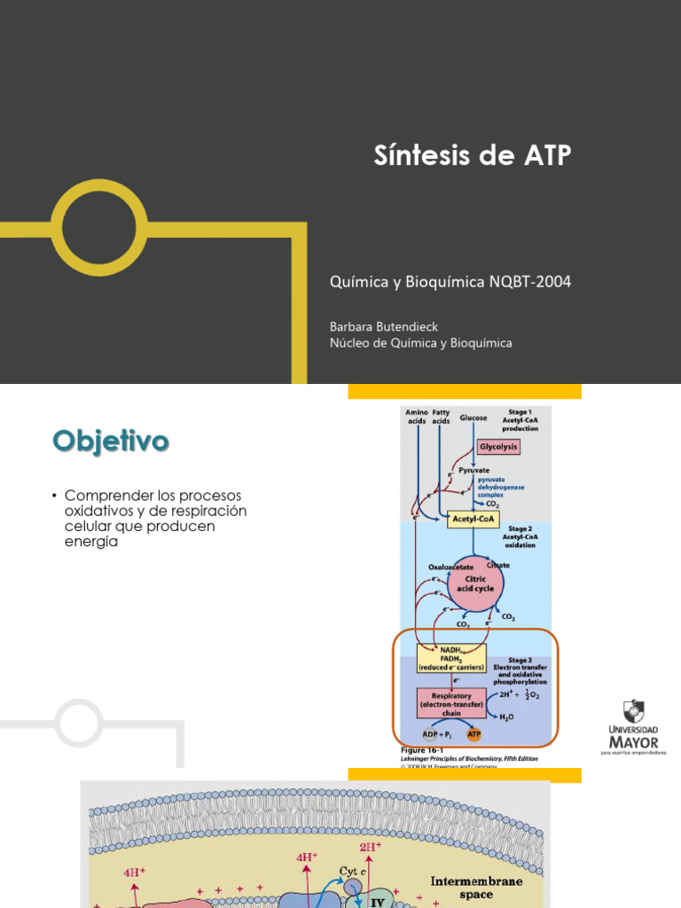 Proceso de Síntesis de ATP | PDF | Trifosfato de adenosina | Cadena de ...
