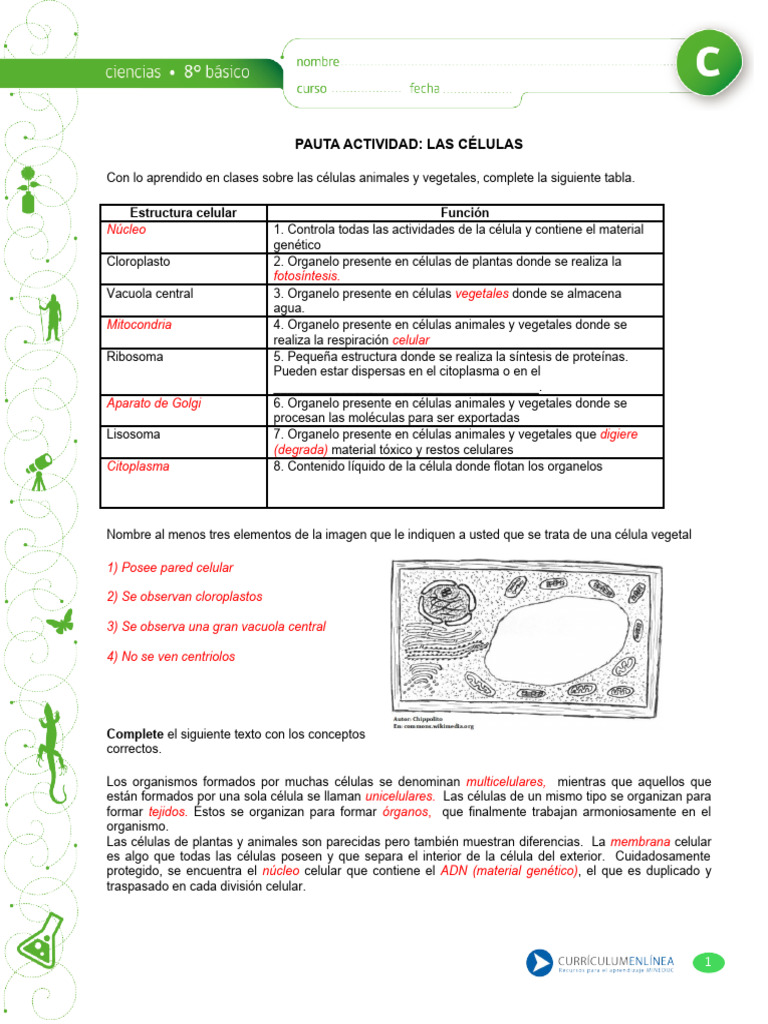 Estructuras y funciones celulares | PDF | Biología Celular) | Plantas