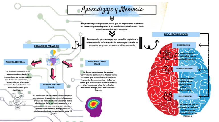 Aprendizaje Y Memoria Pdf Memoria Aprendizaje