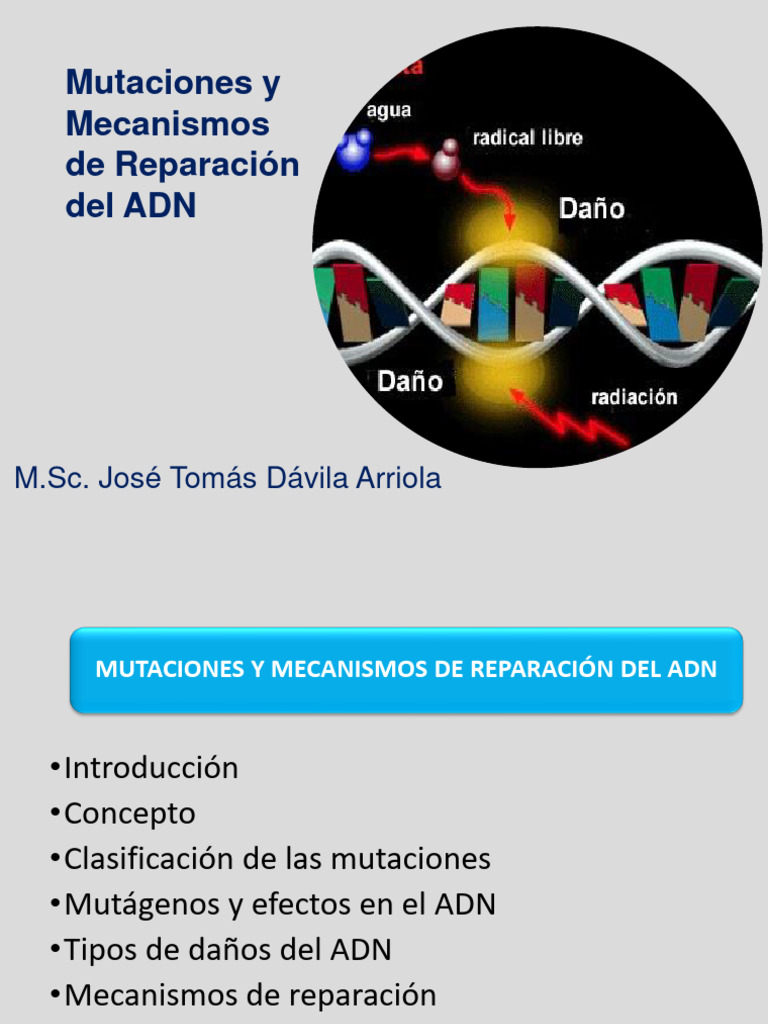 Mutaciones y Mecanismos de Reparación Del ADN | PDF | Mutageno | Mutación