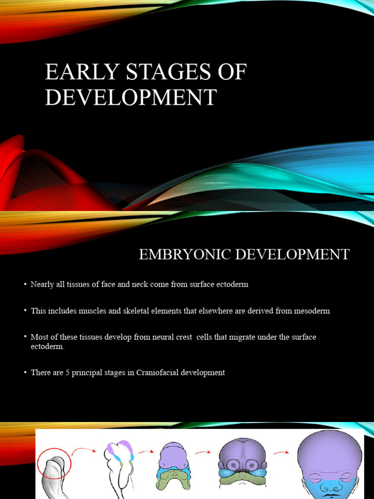 4-Early Stages of Developmnet | PDF | Anatomy | Medical Specialties