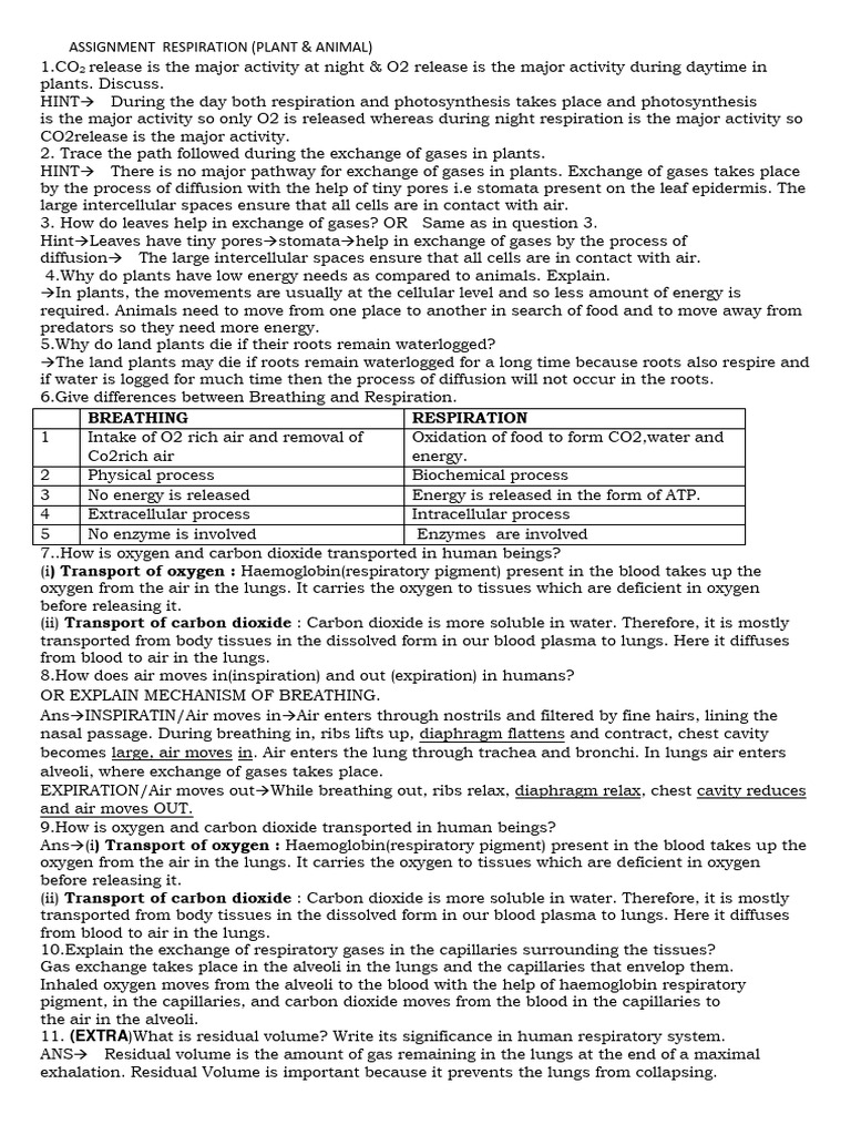 Plant and Animal Respiration Explained | PDF | Respiratory System | Lung