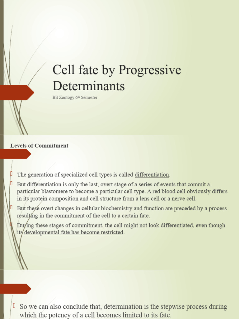 Cell Commitment and Differentiation Stages | PDF | Cell Potency ...