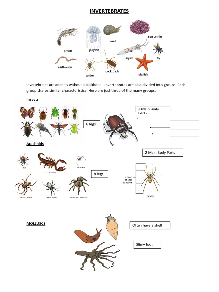 INVERTEBRATES | PDF