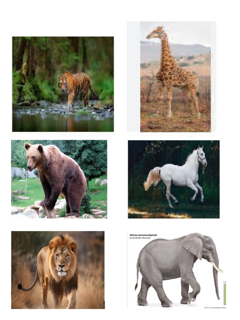 Wild Animals | PDF