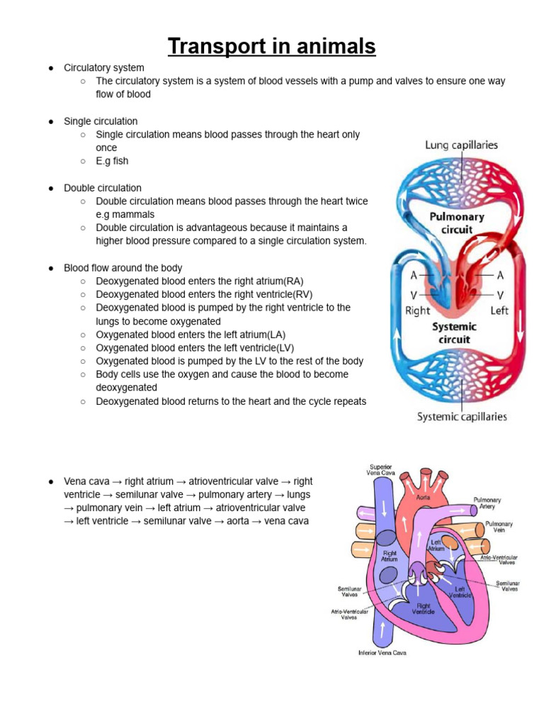 Transport in Animals | PDF | Heart | Atrium (Heart)