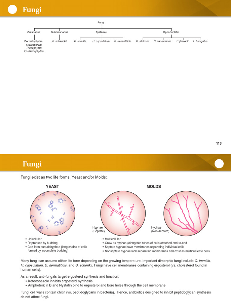 Mycology | PDF | Candidiasis | Medical Specialties