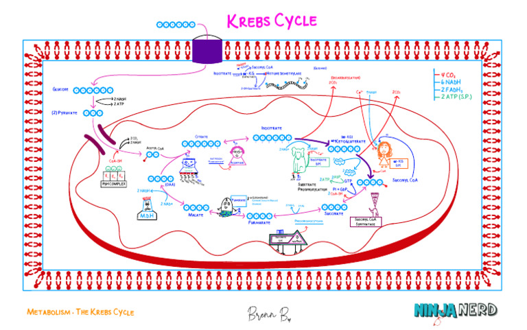 Metabolism) 05. The Krebs Cycle - Key | PDF | Diet & Nutrition | Chemistry
