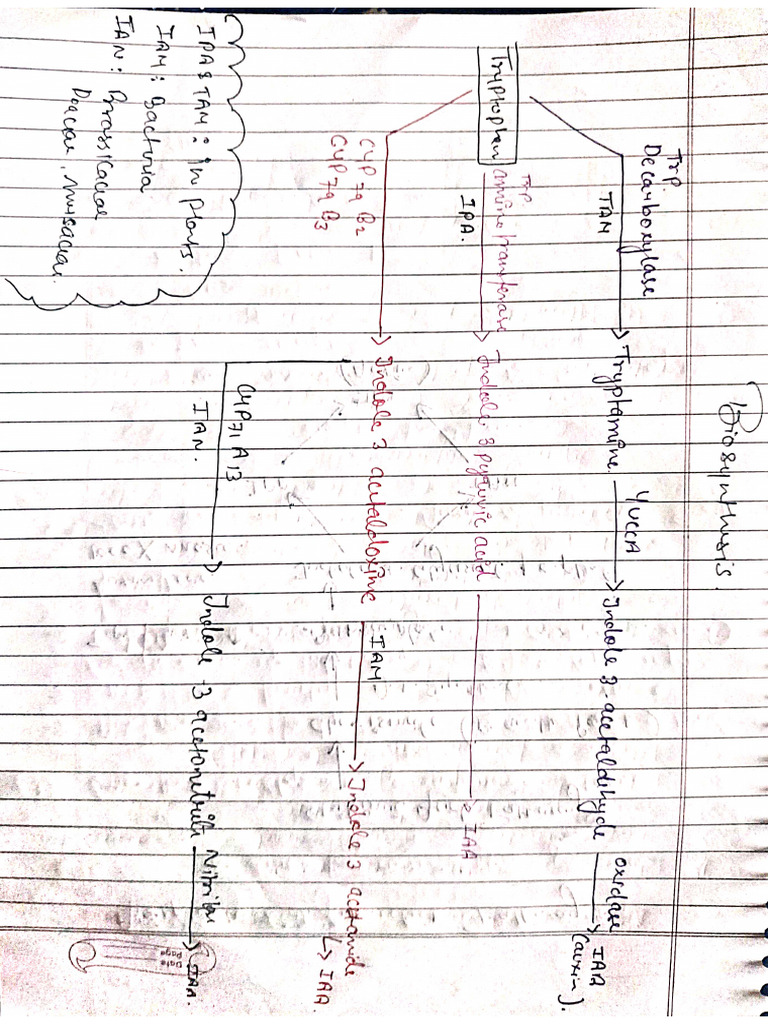Auxin Biosynthesis Pathways Pdf