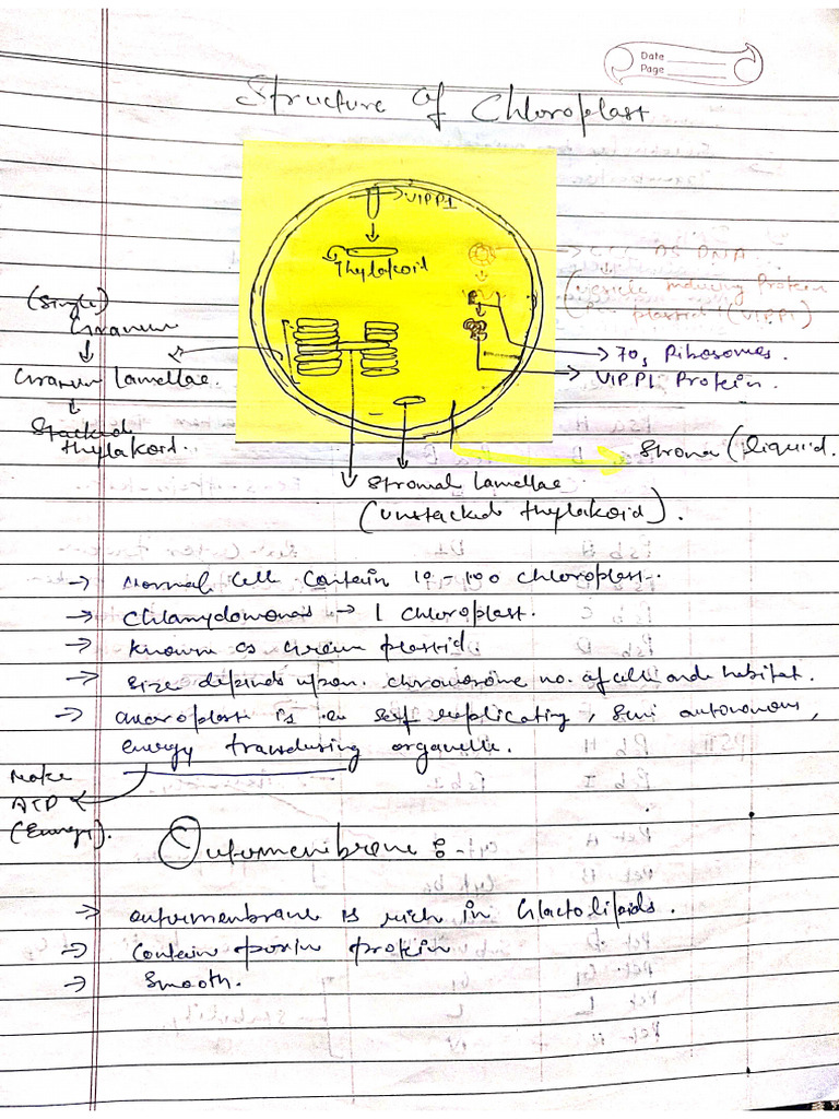 Structure of Chloroplast Handwritten Notes | PDF