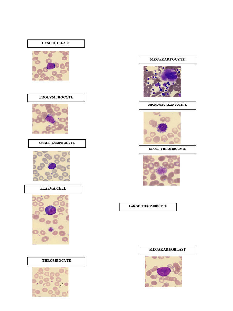 Hematology | PDF | White Blood Cell | Granulocyte