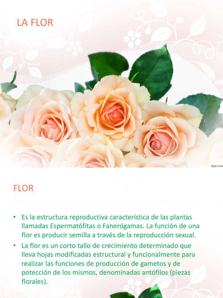 La flor y sus partespptx | Descargar gratis PDF | Flores | Plantas