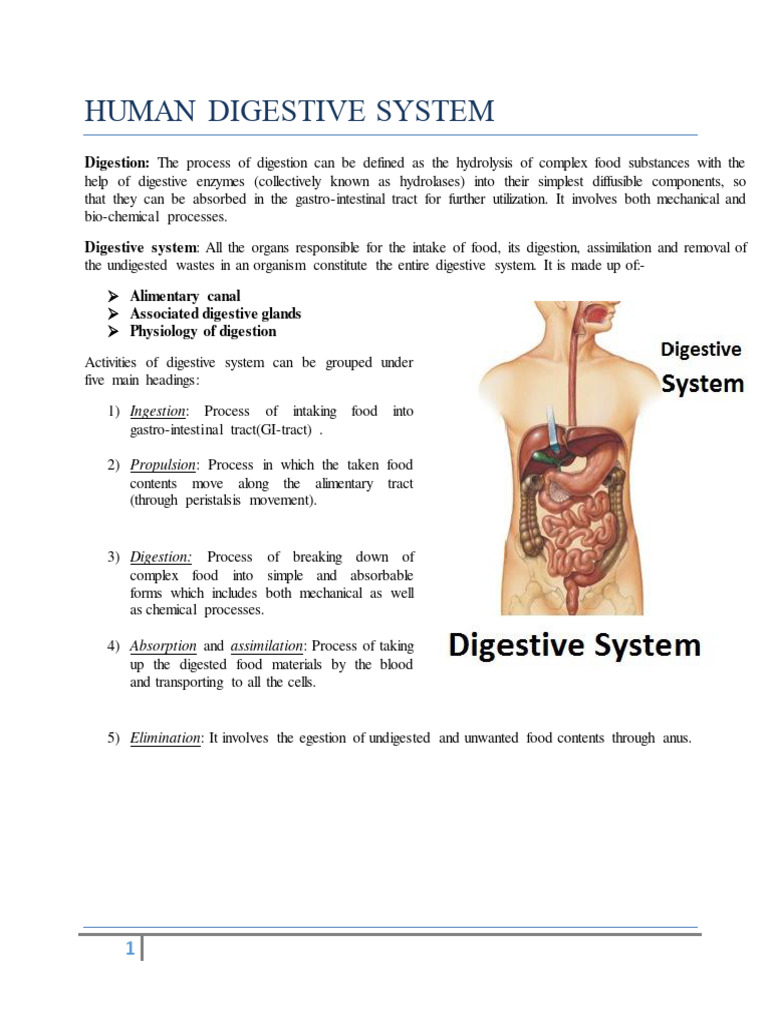 Digestive System | PDF | Stomach | Digestion