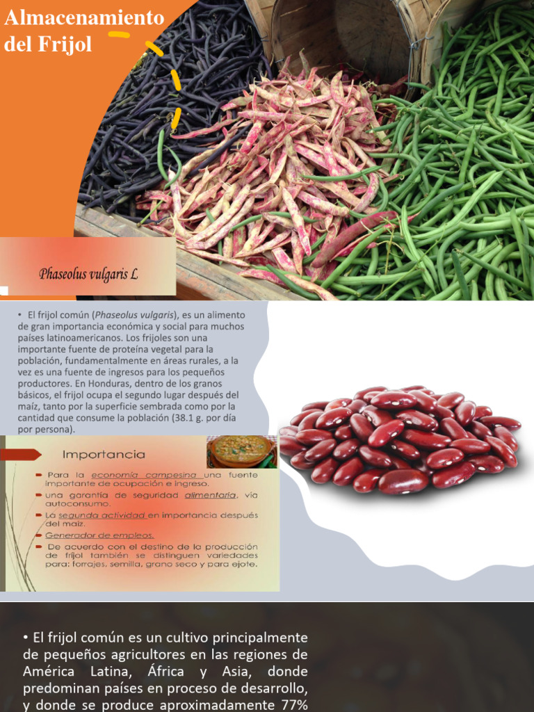 Almacenamiento Efectivo del Frijol | PDF | Cosecha | Semilla