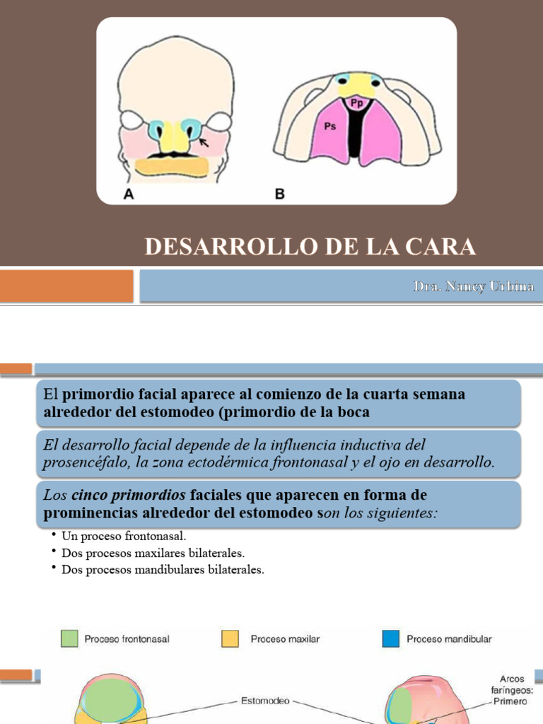13 Desarrollo de La Cara | PDF | Nariz humana | Cabeza y cuello humanos