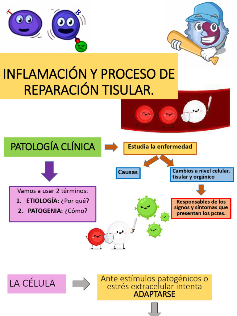 Inflamación y Reparación Tisular | PDF | Inflamación | Leucocito