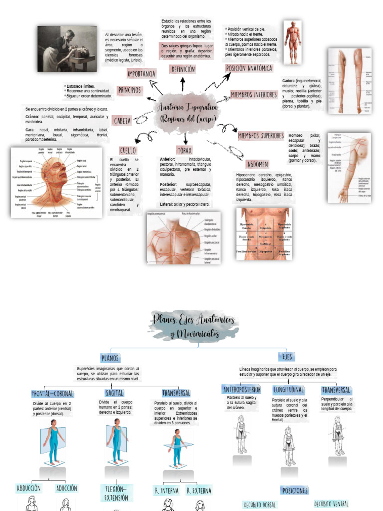 Anatomia Topografica Pdf Términos Anatómicos De Ubicación Cráneo
